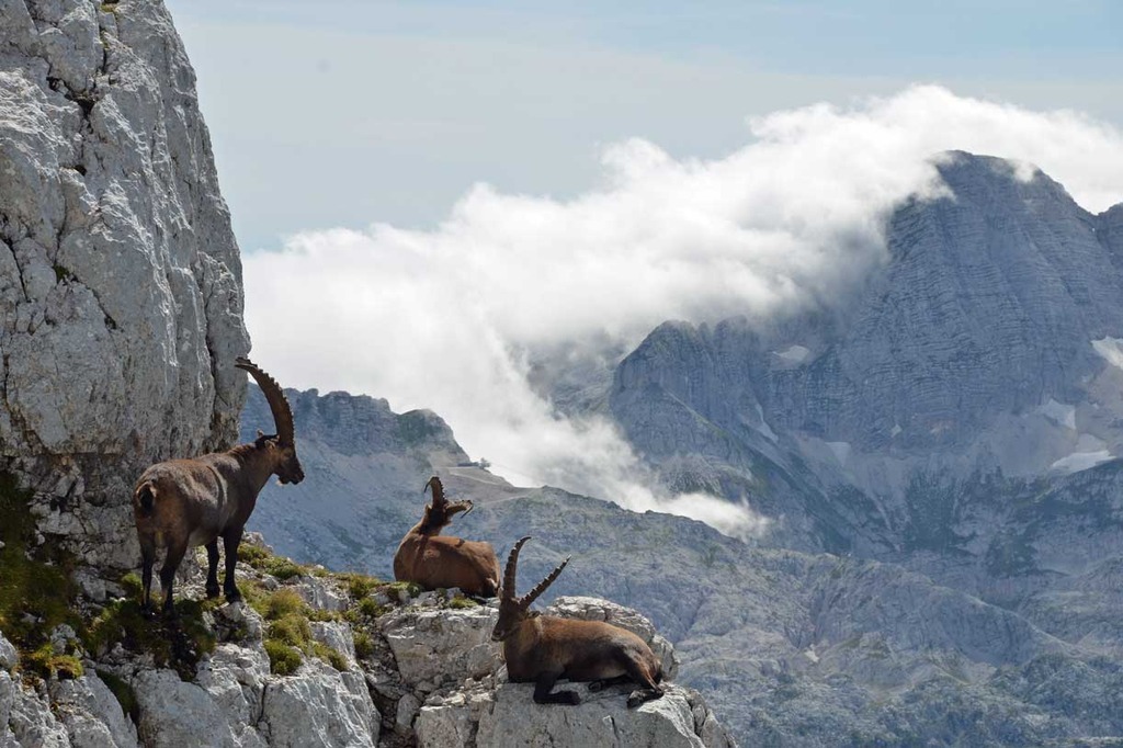 Trekking Anello delle Alpi Giulie - Dolomiti SkiRock